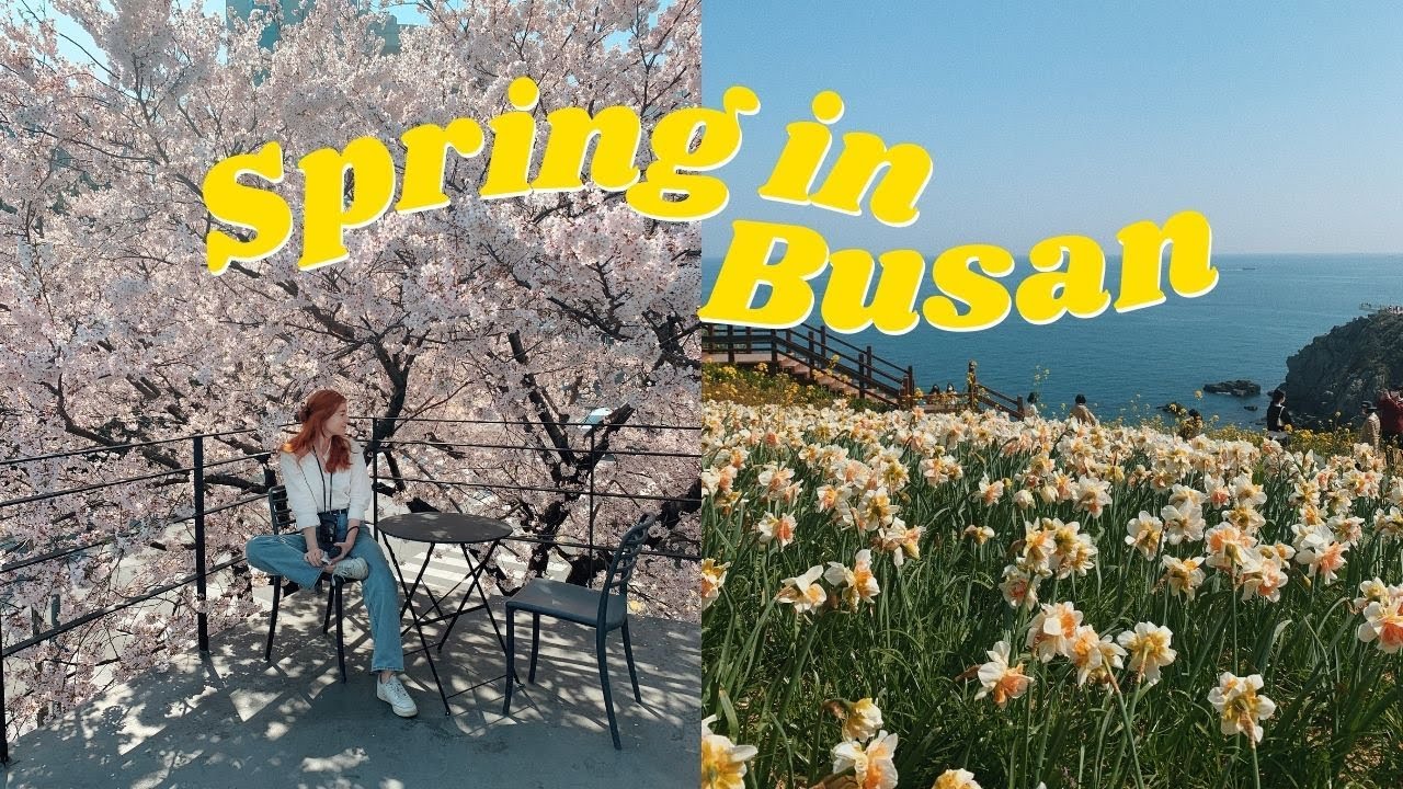 going to Busan for cherry blossoms 💛spring in korea + cafe hopping vlog ...