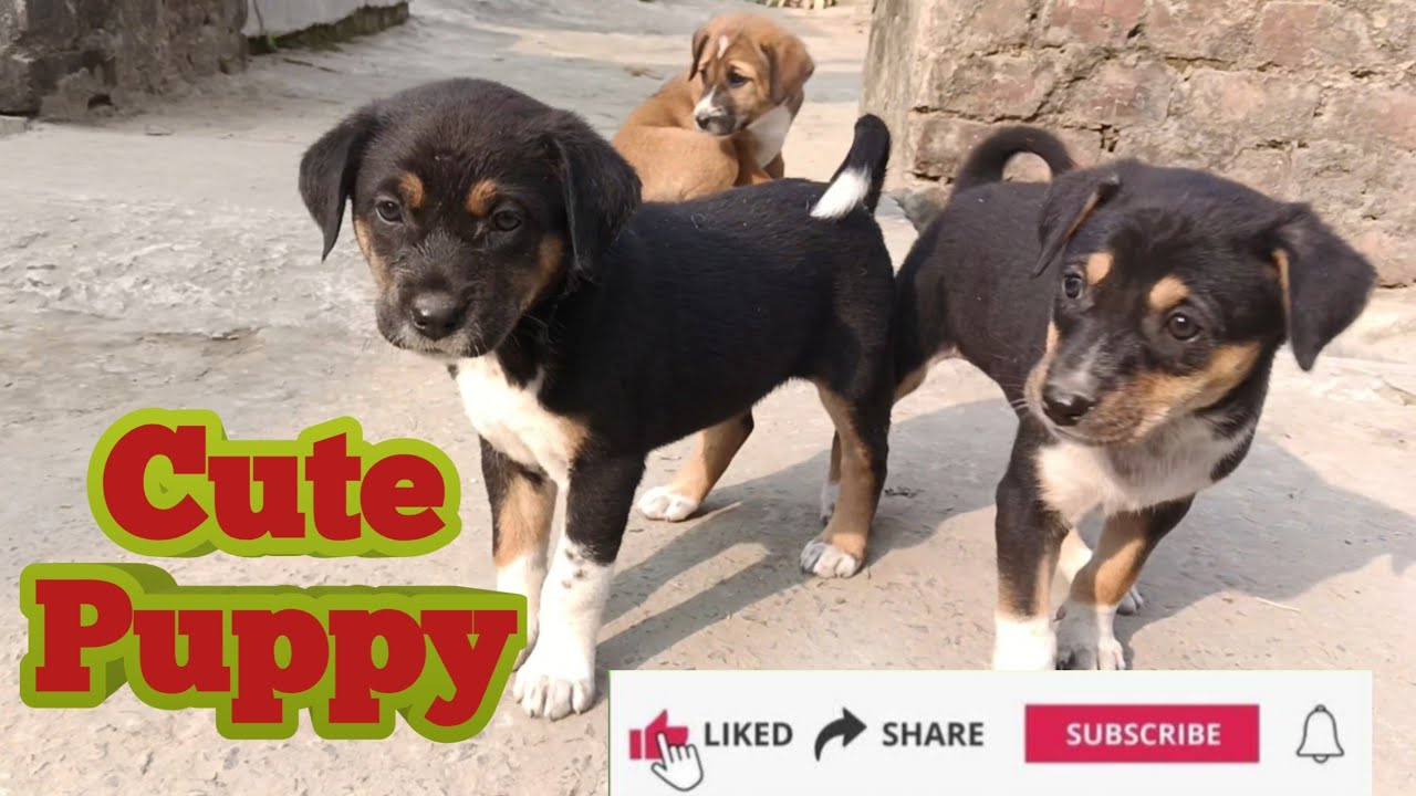 Puppy || Cute Puppy #pets #puppy - YouTube