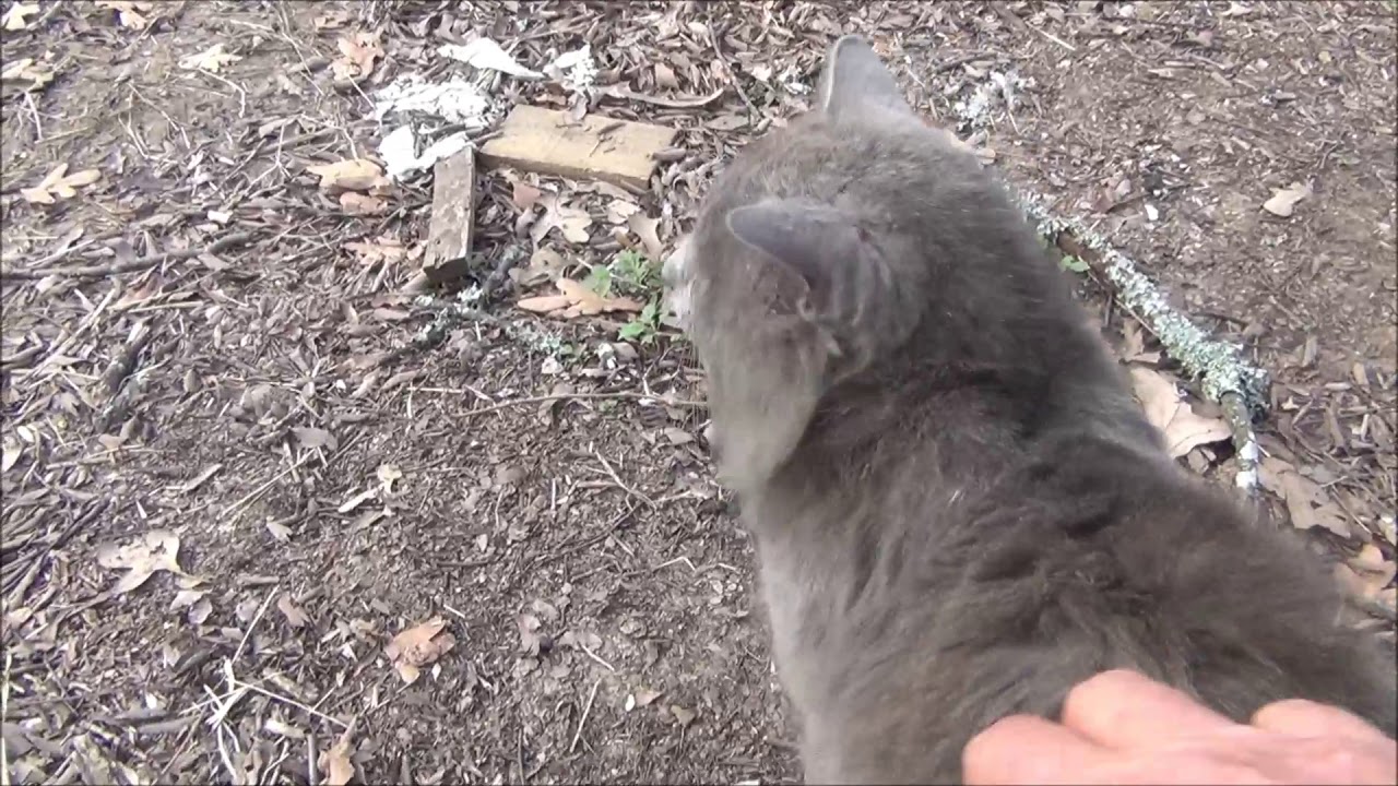 Large stray cat just wants to be loved - YouTube