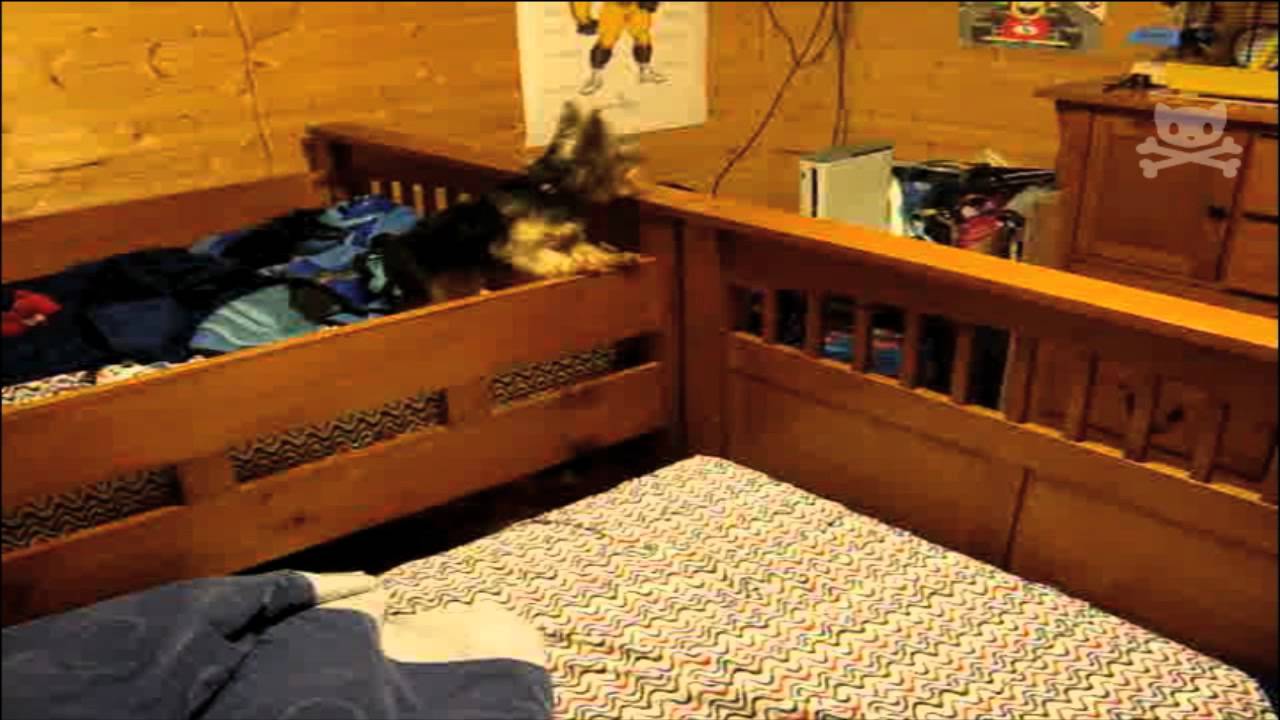 Hamster Uses Mind Control to Make Dog Jump - YouTube