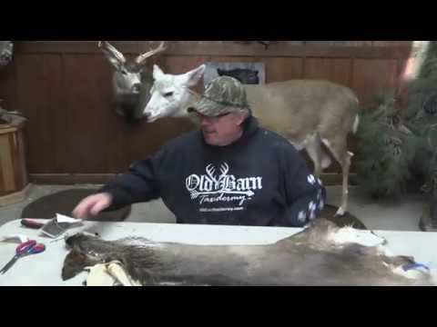Tanned Whitetail Deer Cape For Sale 7 1/2" X 22" OBT2049 - YouTube