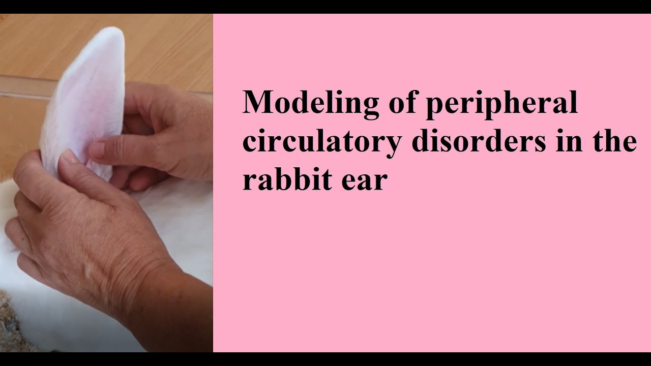 Modeling of peripheral circulatory disorders in the rabbit ear - YouTube