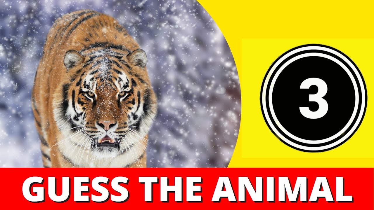 GUESS THE ANIMAL in 3 Seconds | 100 RANDOM ANIMALS | Game For Kids ...