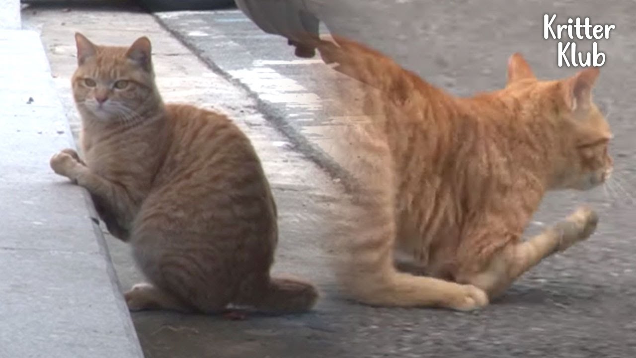 Homeless Cat With Crooked Forelegs Won't Survive Without Others’ Help ...