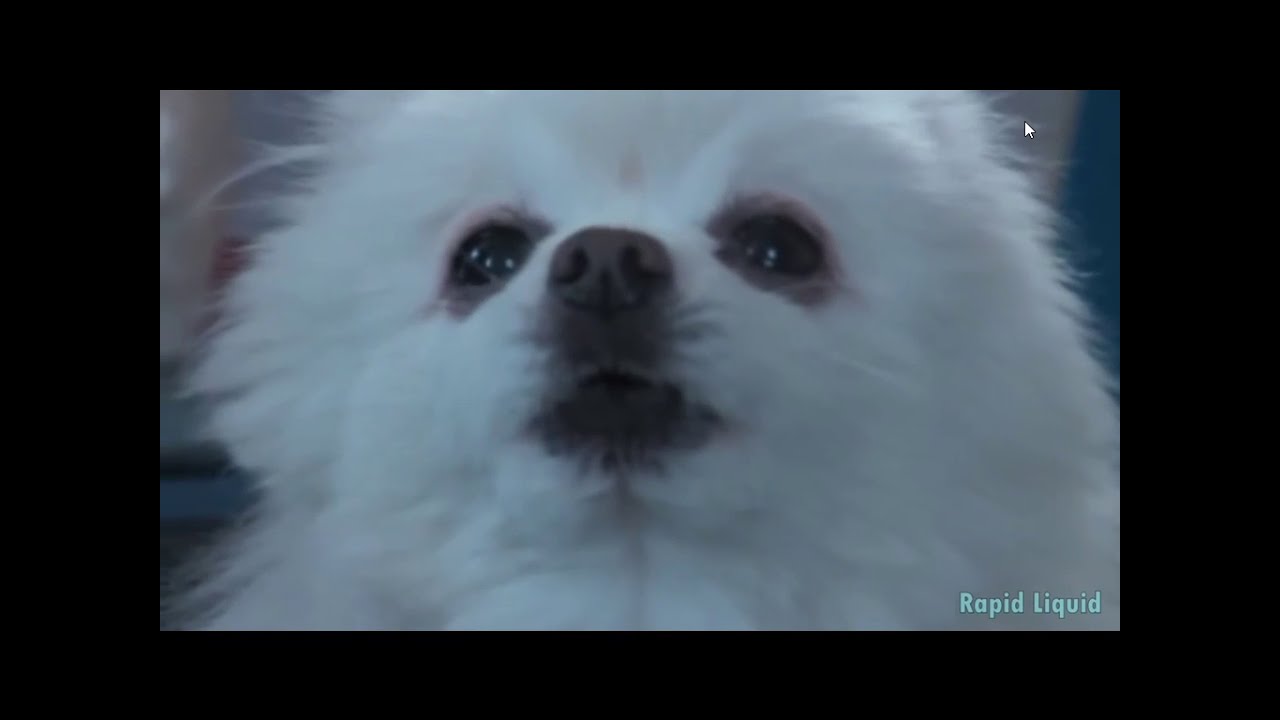 Imagine Doggos Believer 2 times speed - YouTube