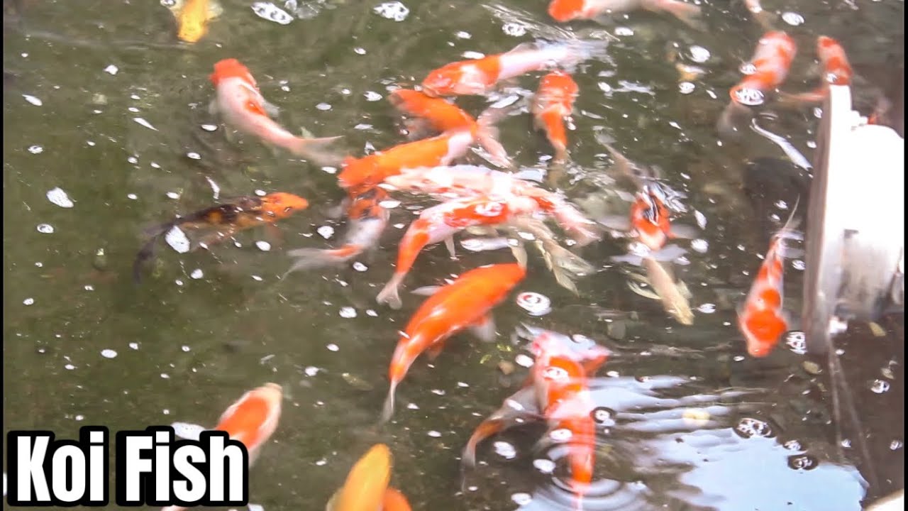 Japan’s King Of Fish Breeds Million Dollar Koi Fish. - YouTube