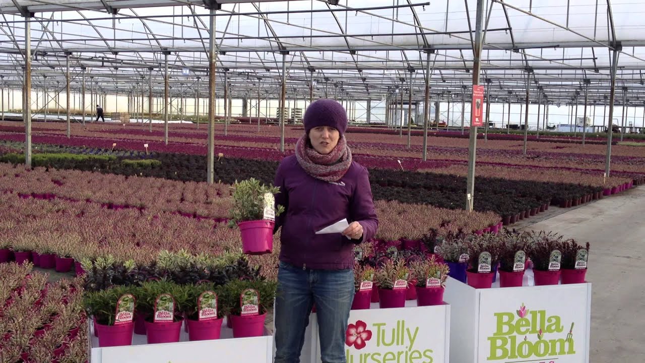 Tully Nurseries Bella Bloom exclusive Hebes - YouTube