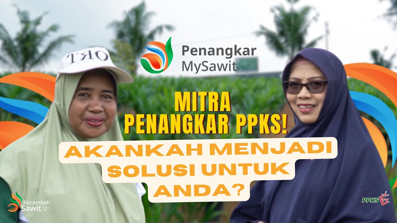 Mitra Penangkar PPKS! Akankah menjadi solusi untuk anda? - YouTube