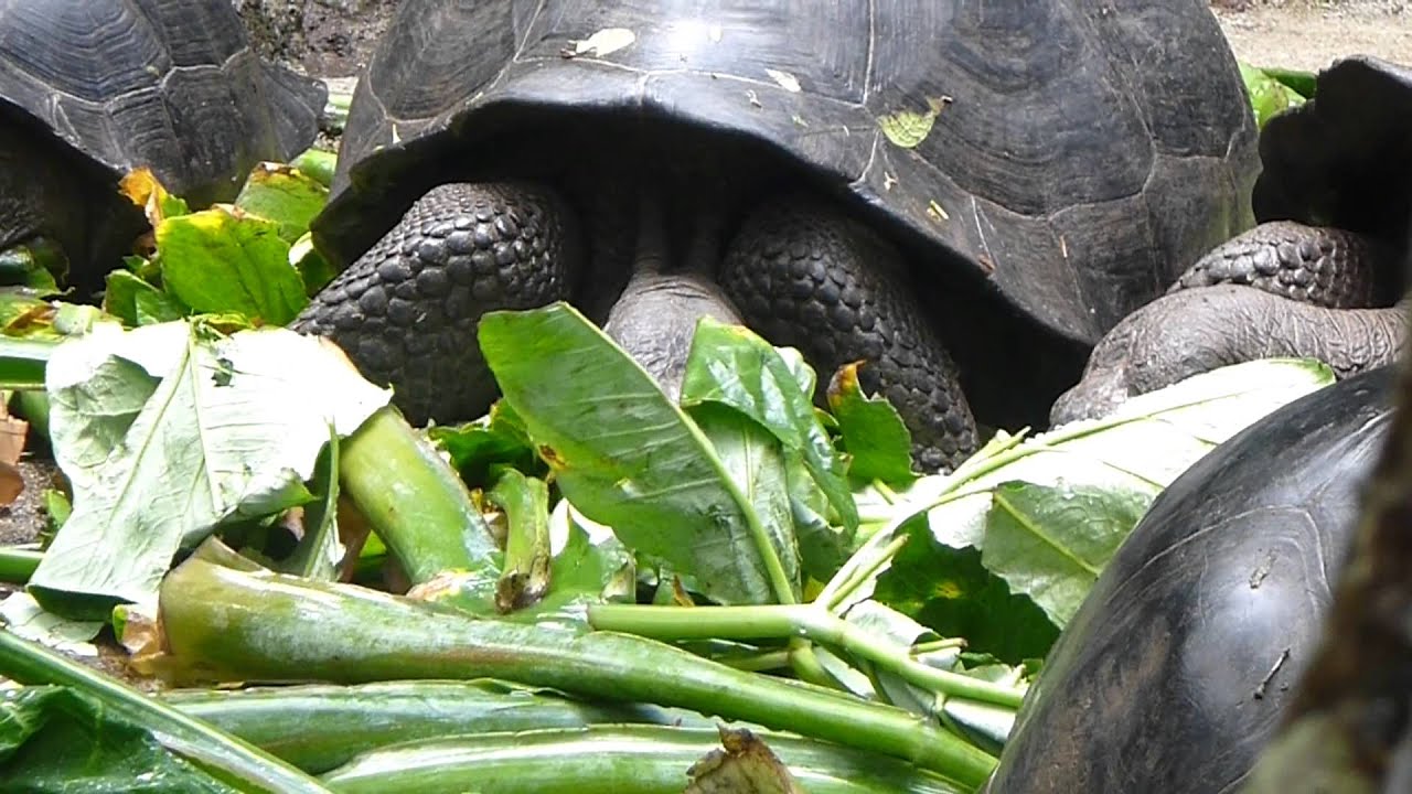 Galapagos Tortoise Eating - YouTube