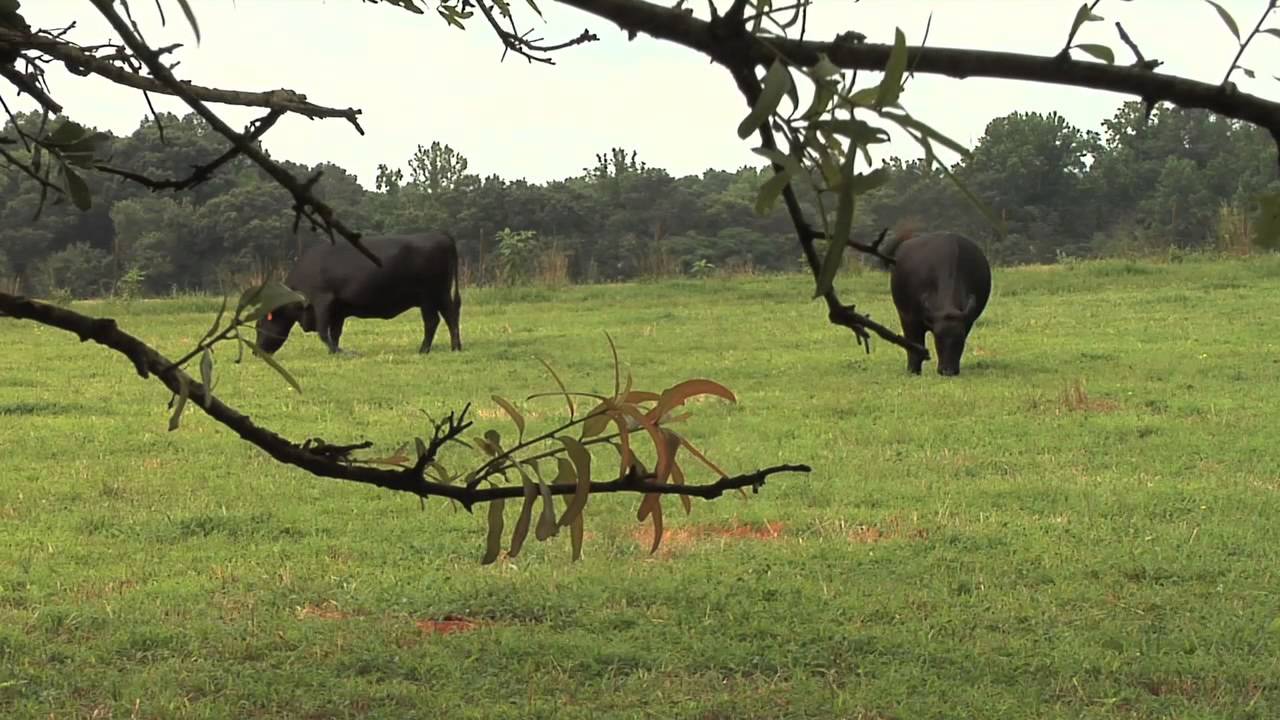 Visit With Georgia Cattlemen's Association President David Gazda - YouTube