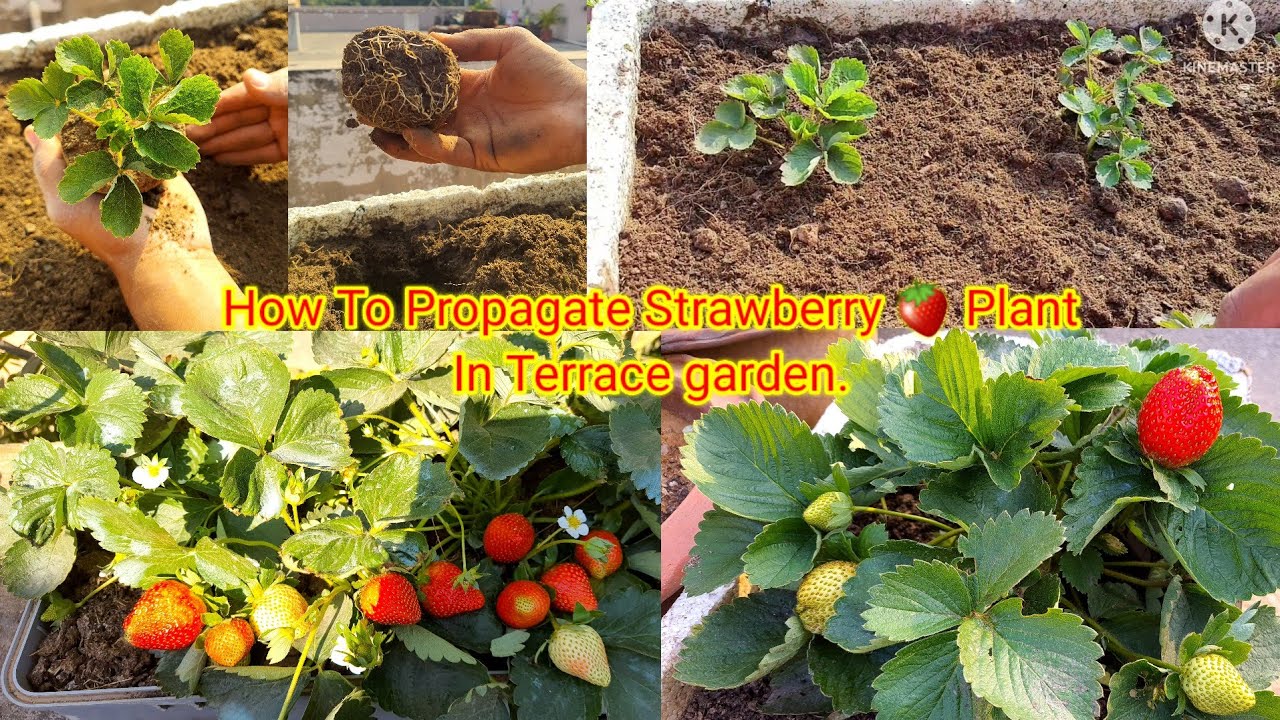 Strawberry 🍓 Saplings Potting mix Perparation & How to Propagate ...
