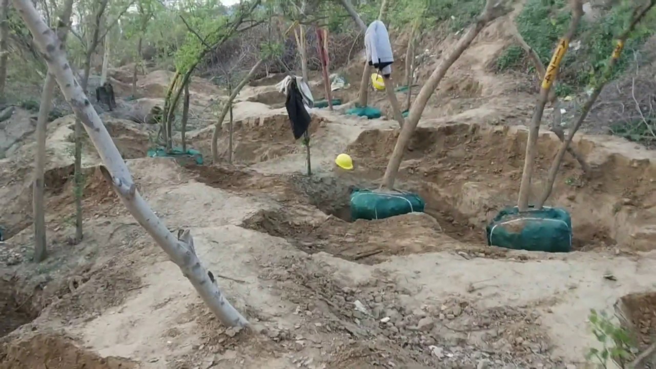 Tree shifting ....for Dwarka Expressway ....!!!!!!! - YouTube