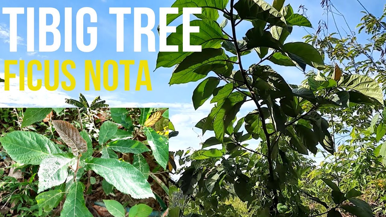 Tibig Tree Ficus nota (Philippine Native Trees) - YouTube