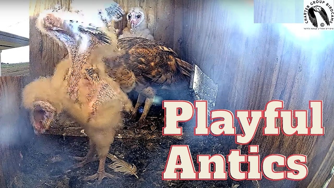 Cuteness Alert: Watch This Baby Barn Owl Play and Melt Your Heart ...