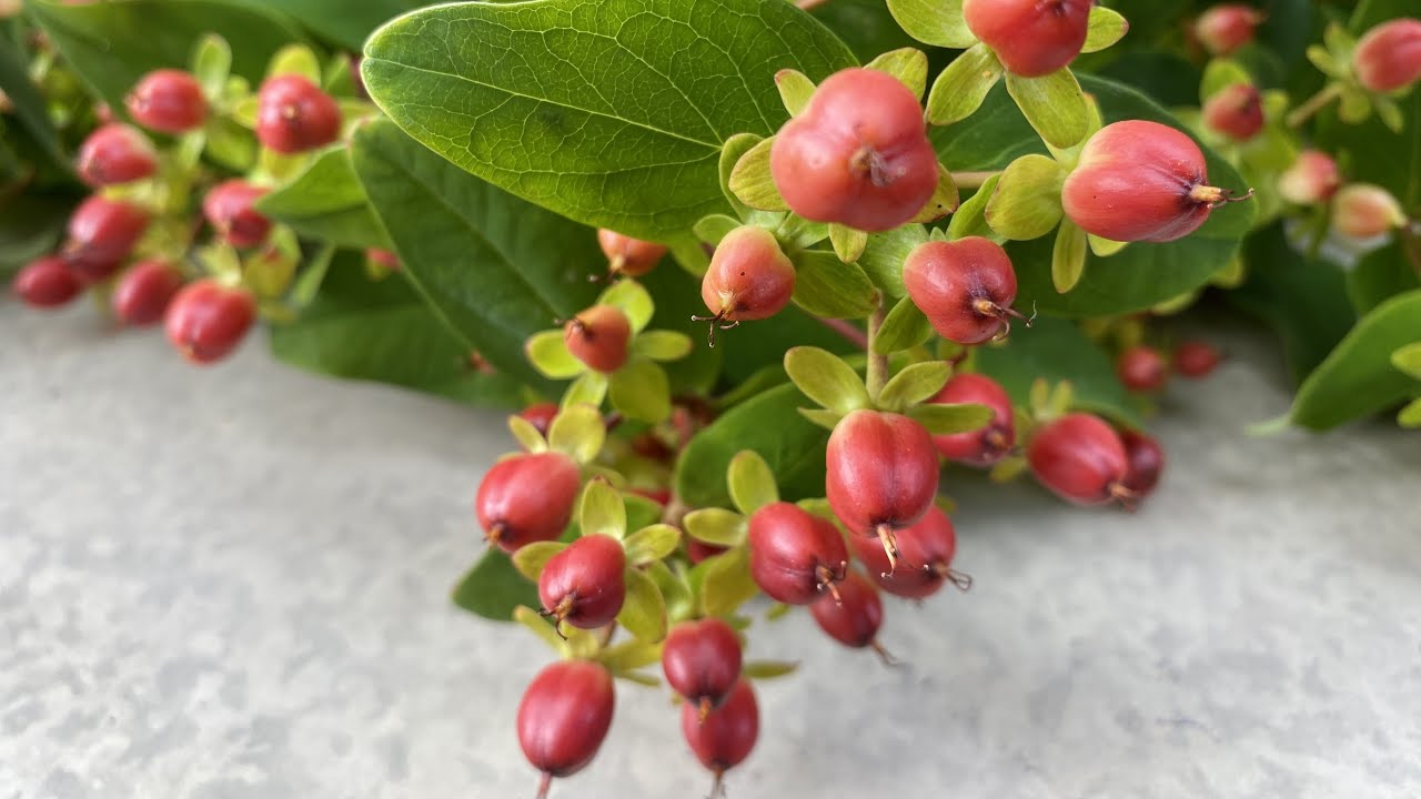 Harvest Berries & Update For St John's Wort, Blooms & Berries (4K ...