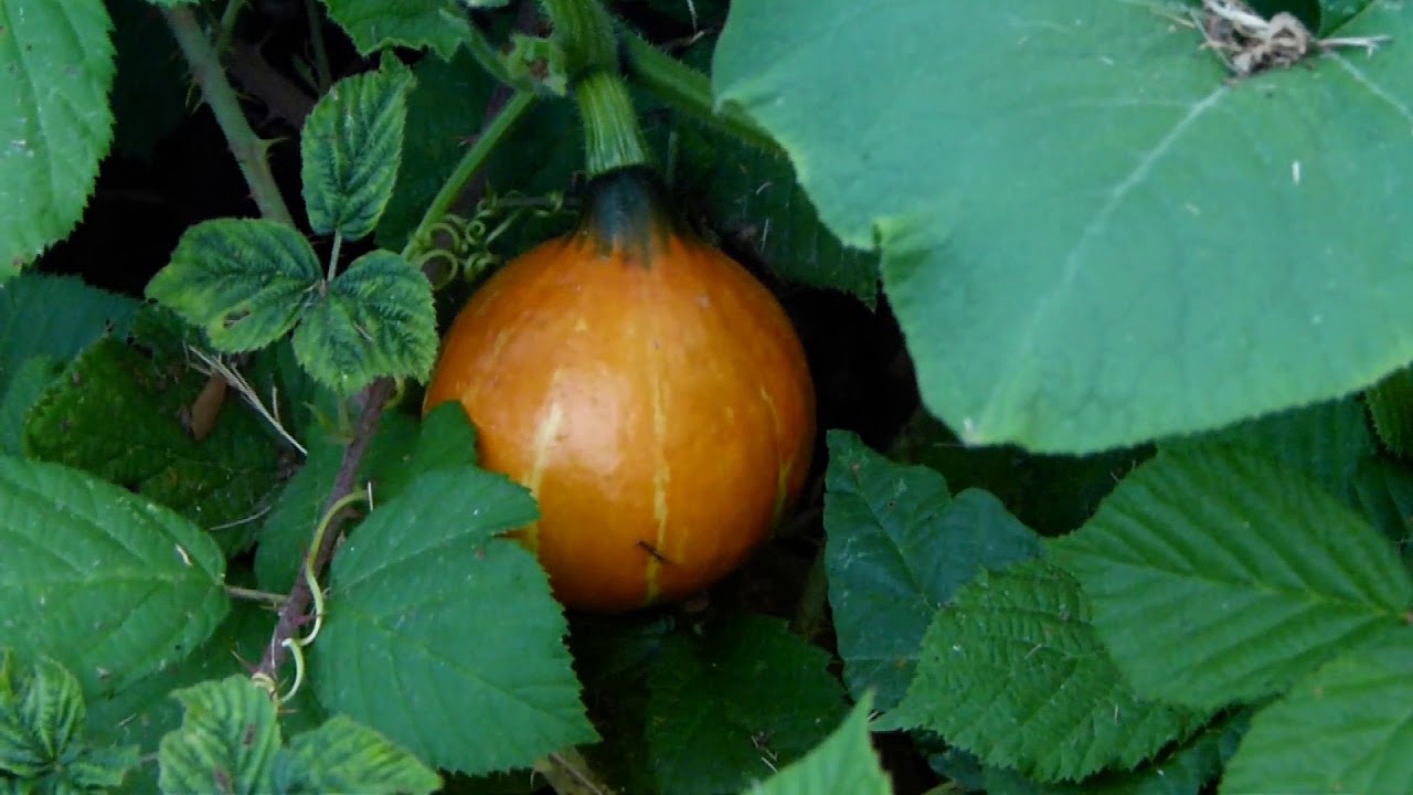 Permaculture - Permacultura - Permakultura: Le petit Marron Potimarron ...