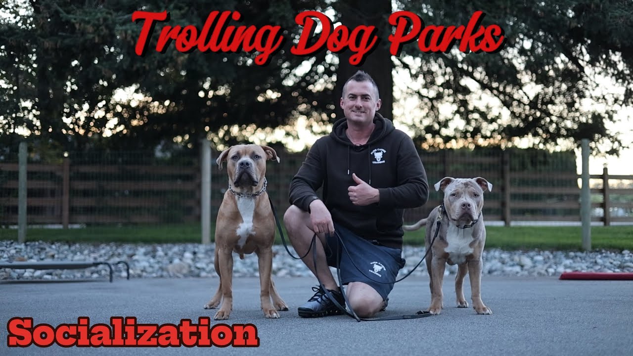 How to socialize your dog - Trolling Dog Parks - YouTube