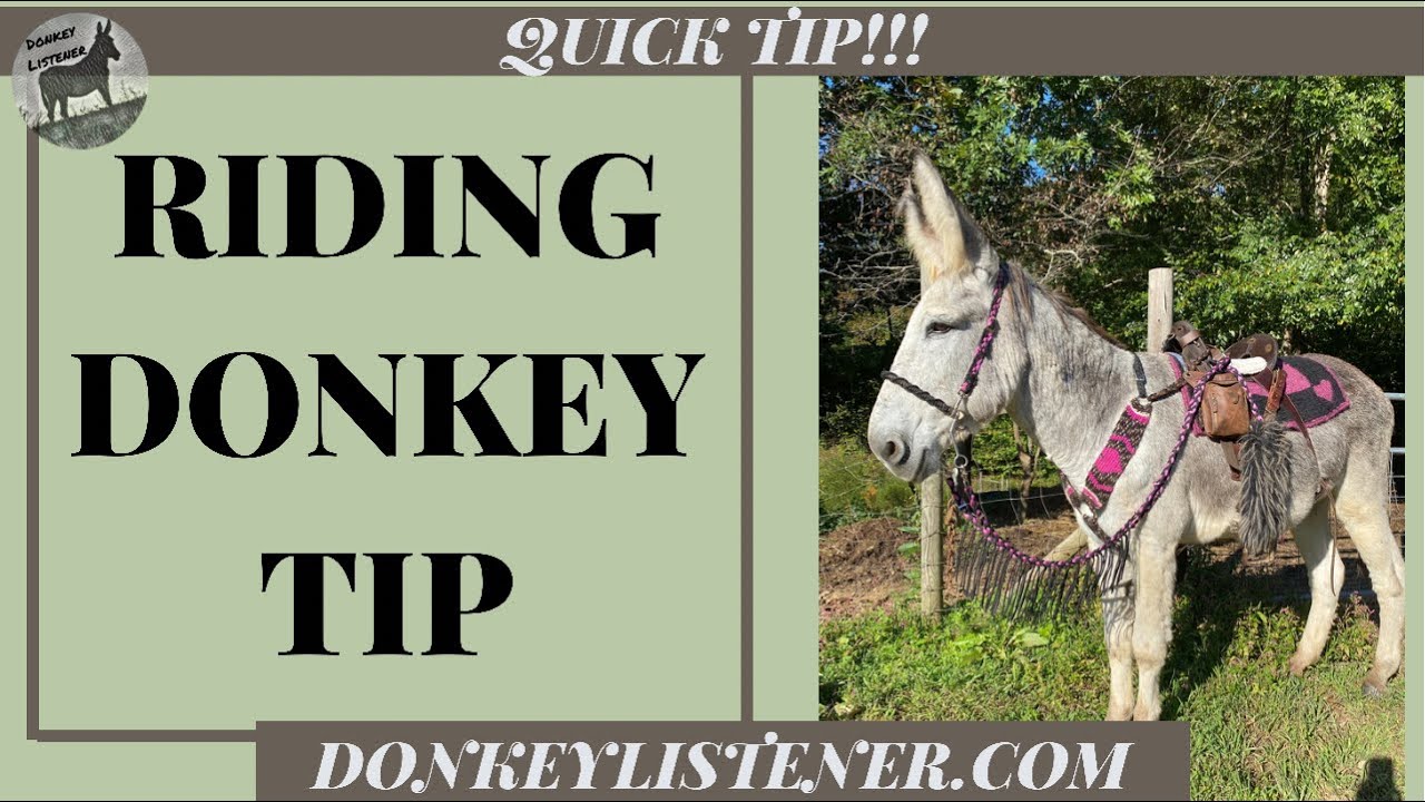 Riding Donkey Tip! Consider the donkeys personality!!! - YouTube