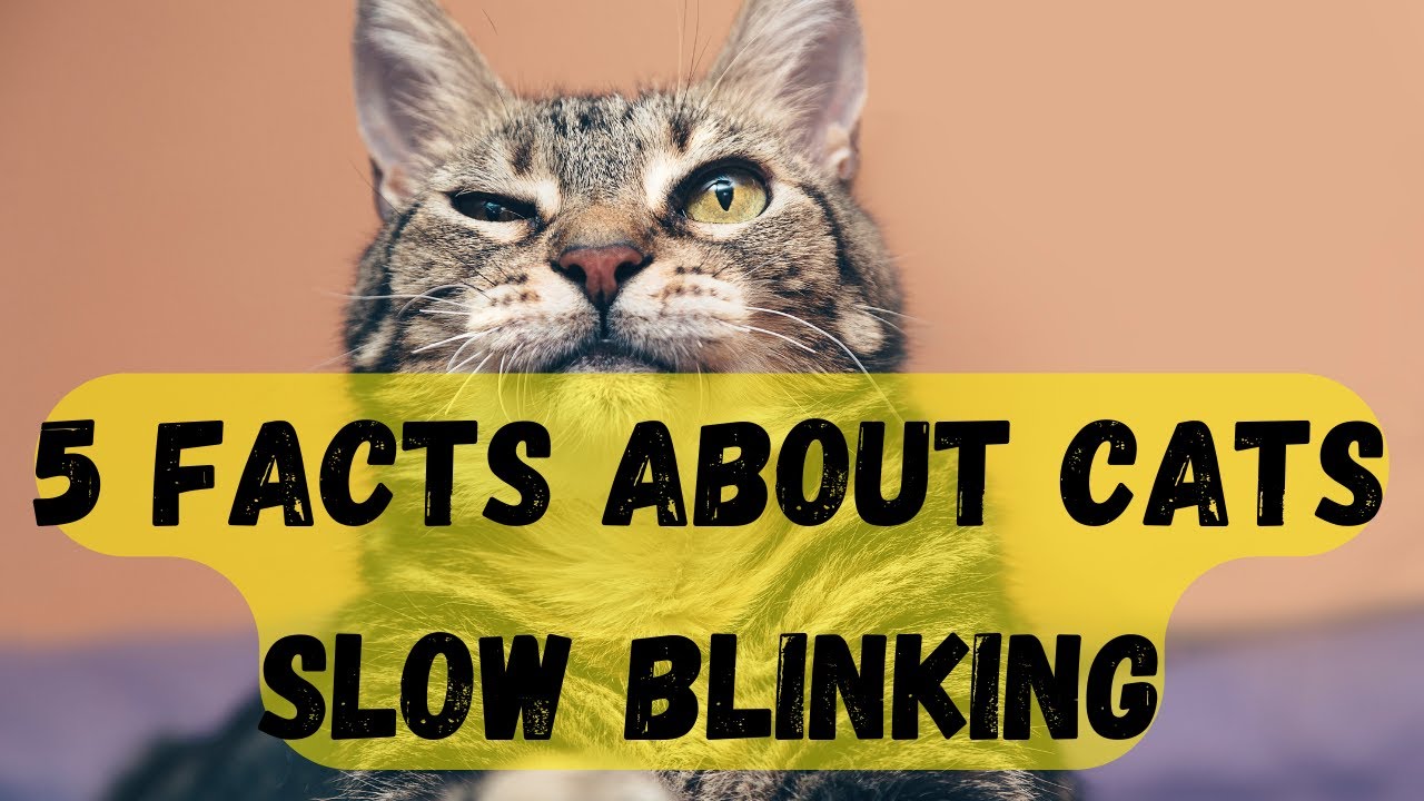 Why Do Cats Perform Slow Blinking? - YouTube