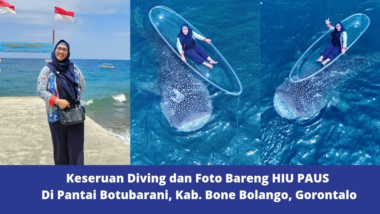 Keseruan Diving dan Foto Bareng HIU PAUS Di Pantai Botubarani, Kab ...