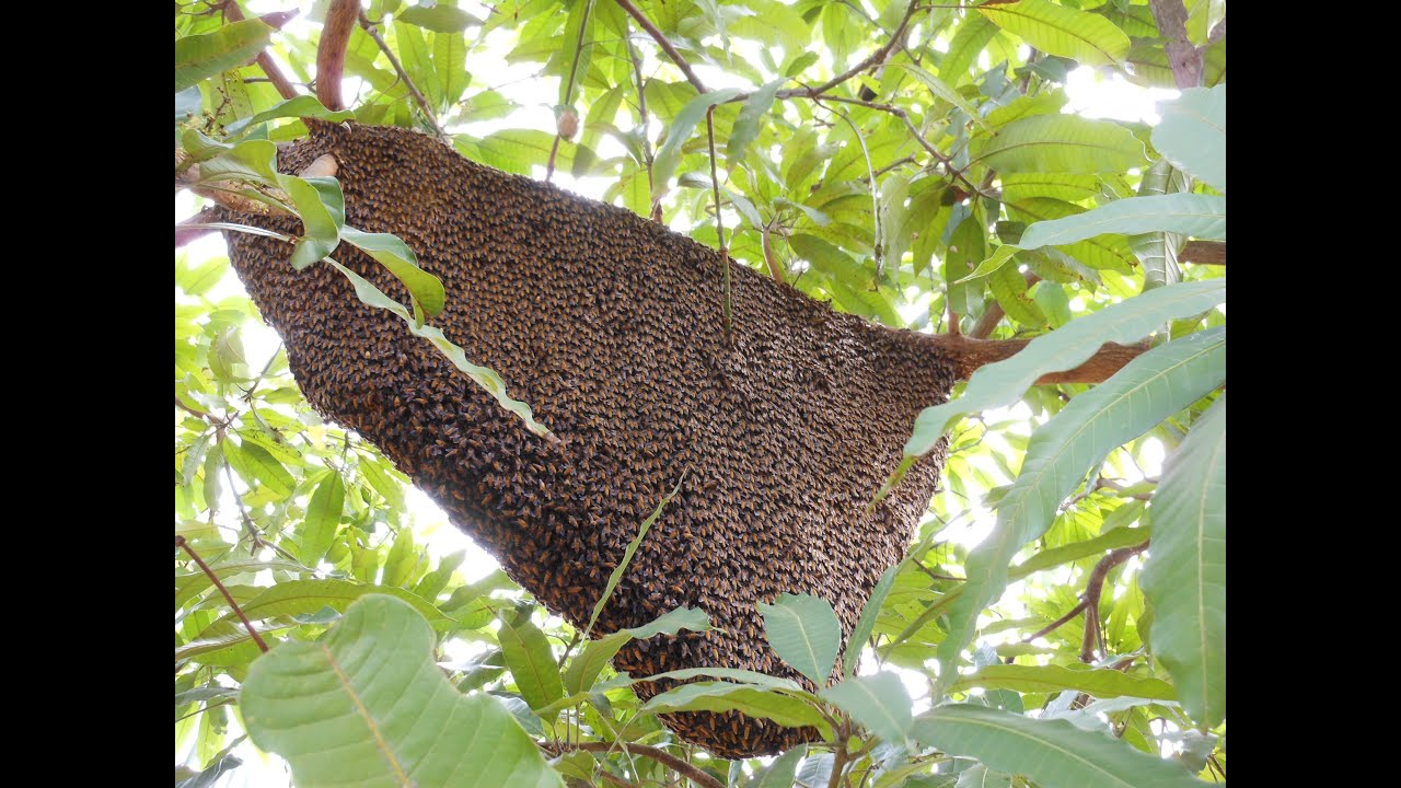 Take honey bee in the forest part 3 - YouTube
