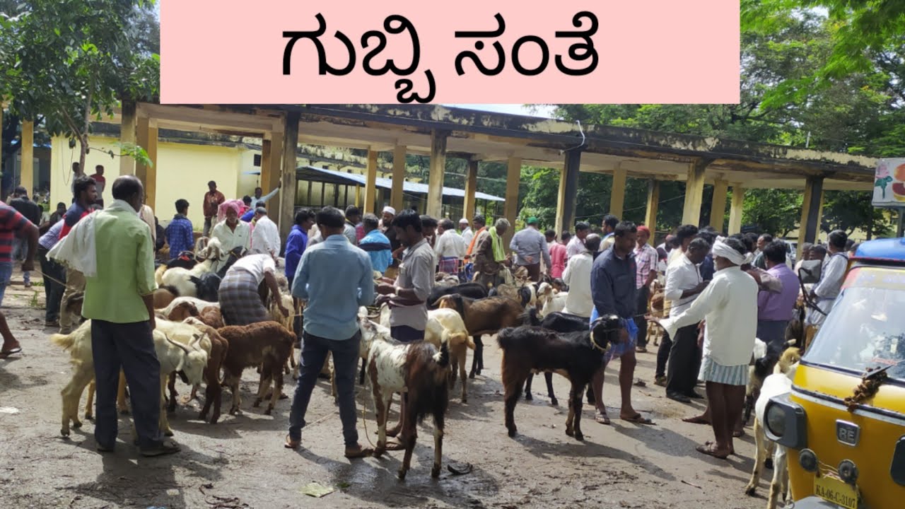 every Monday goat and sheep bazaar gubbi# Indian goat # - YouTube