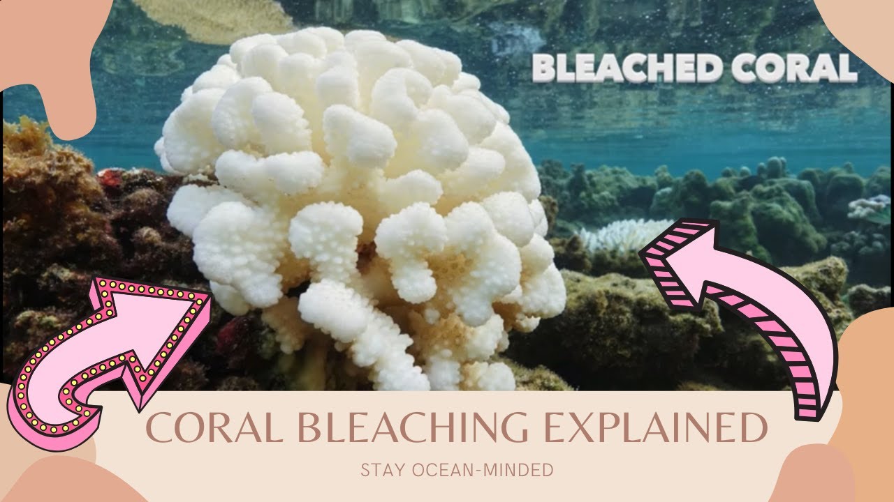 Coral Bleaching Explained - YouTube