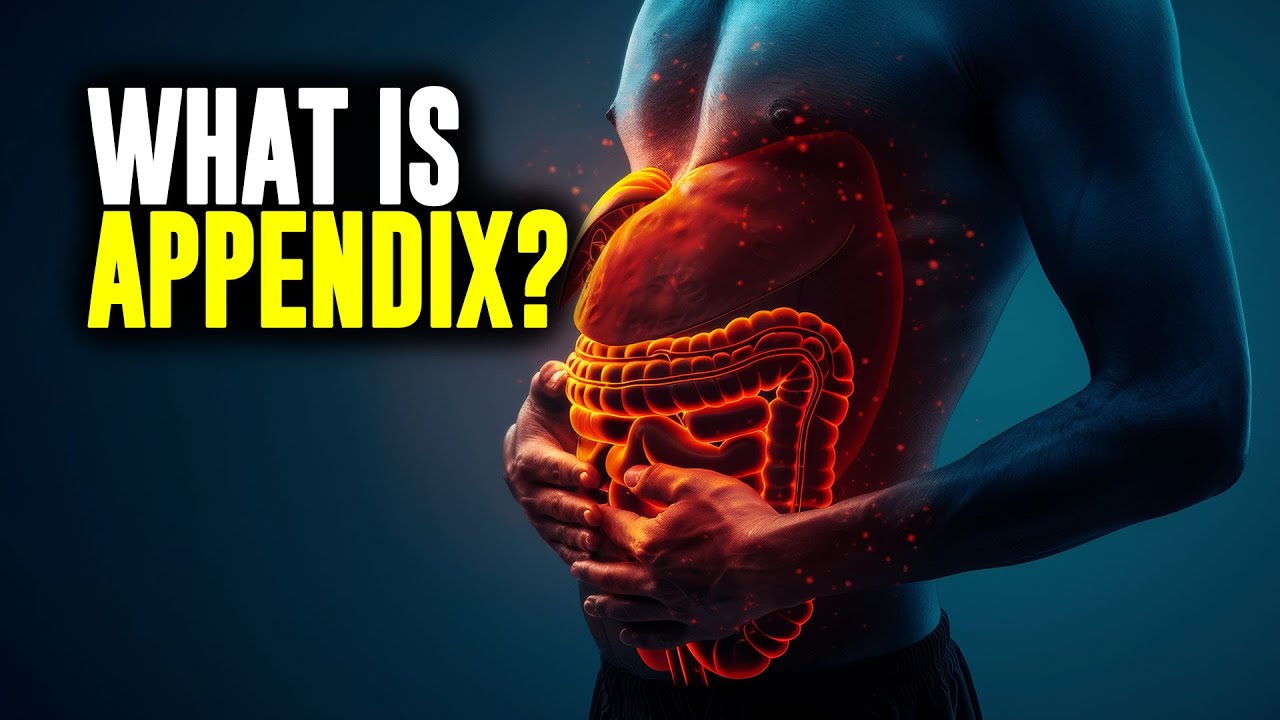What is appendix - YouTube
