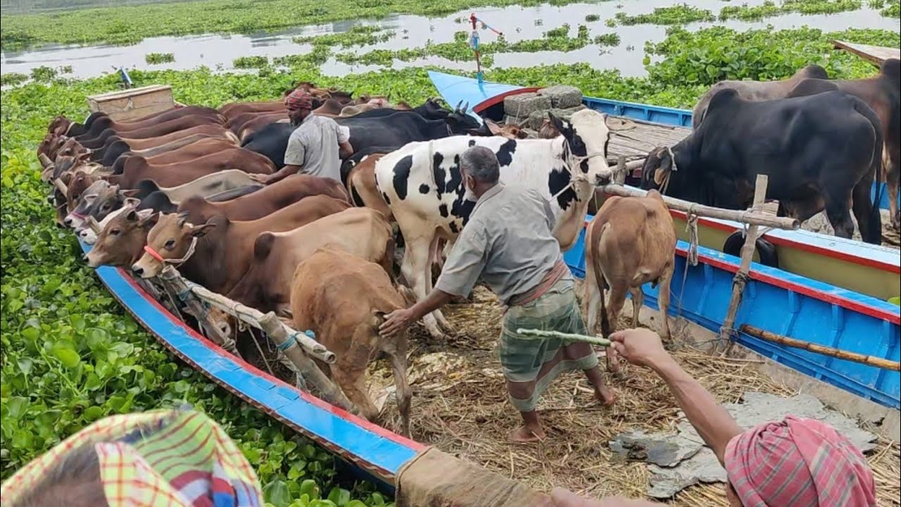 Ep-96,Cow Unloading,Big Cow,big bull,big cattle,Cow Videos,Cow Video ...