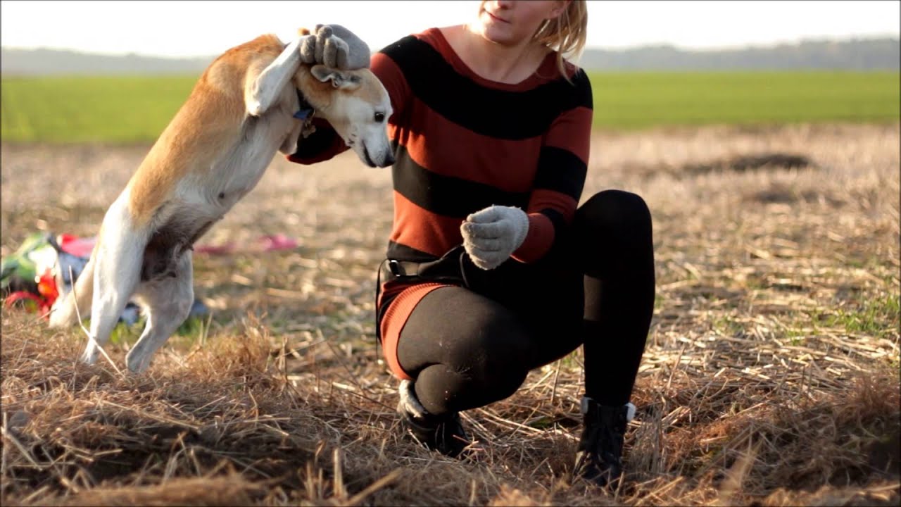 Funny Dog Tricks - YouTube