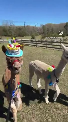 A Surprise Visit at Island Alpaca Farm in Martha’s Vineyard - YouTube