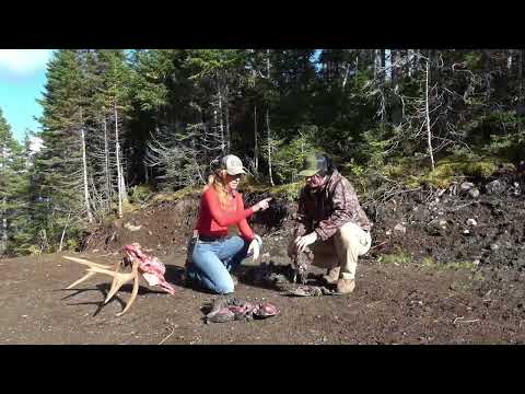 First Time Moose Hunt! | That Hunting Girl Sneak Peek Trailer | Amanda Lynn & Stephany Adventure