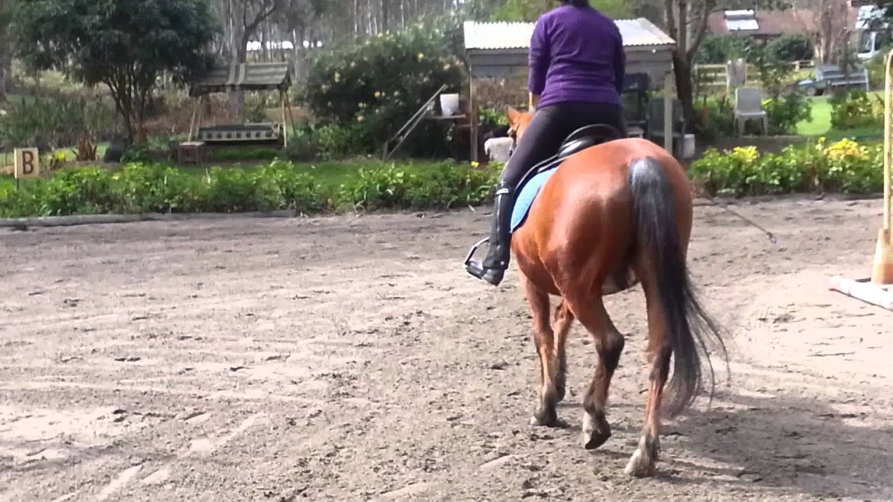 Johnson Equestrian | Coach training Two and three point assessment at ...