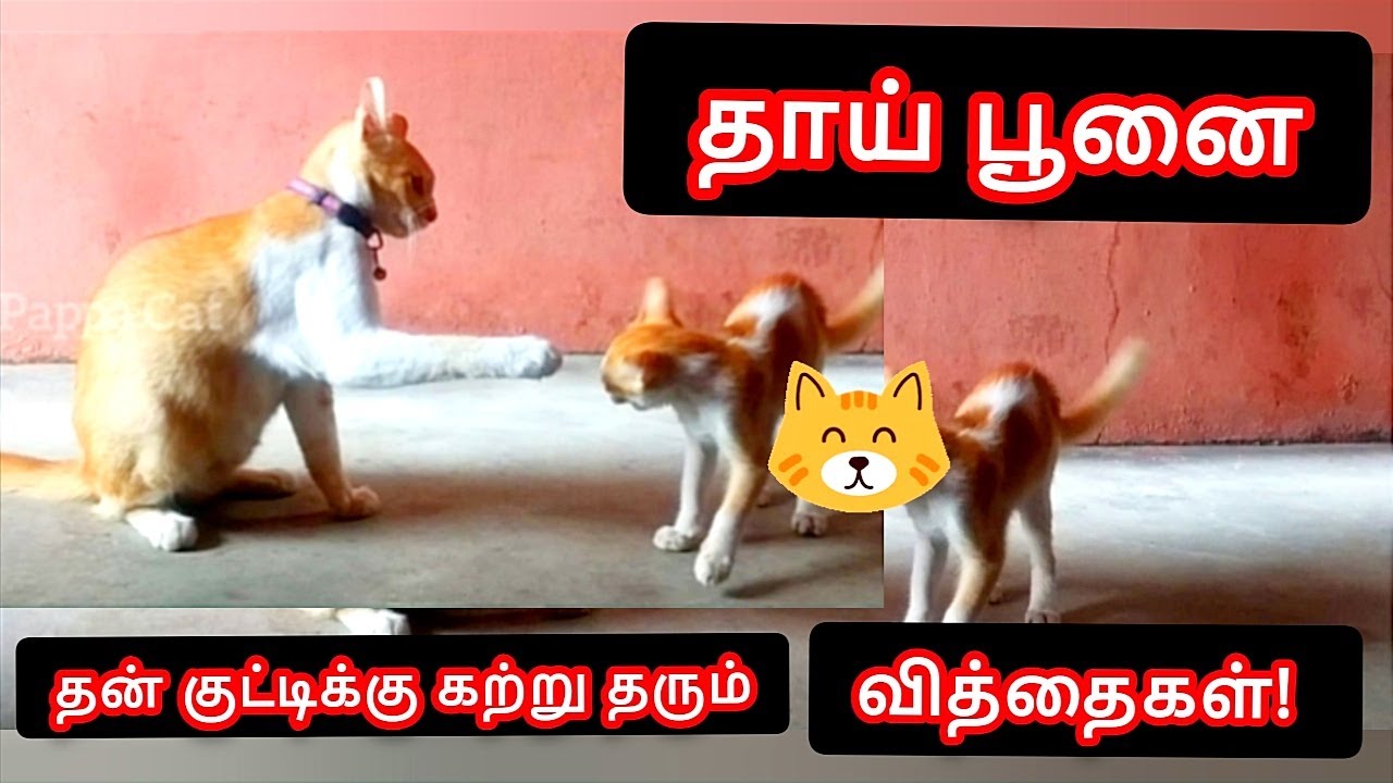 இறுதிவரை பாருங்க! /funny cat videos/Cat Trained for kitten/Pappa cat ...