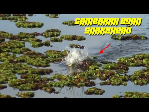 MANCING AMBYAR MANCING DI SINI BERASA MANCING DI KOLAM,FISHING MANIA,MANCING MANIA