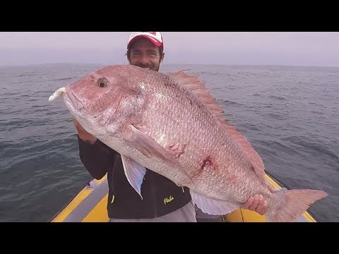 captura de parga de 15 kg usando jigging a la carta