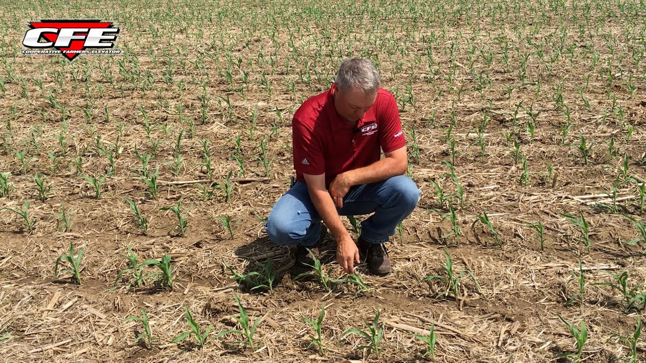Agronomy News - Cooperative Farmers Elevator