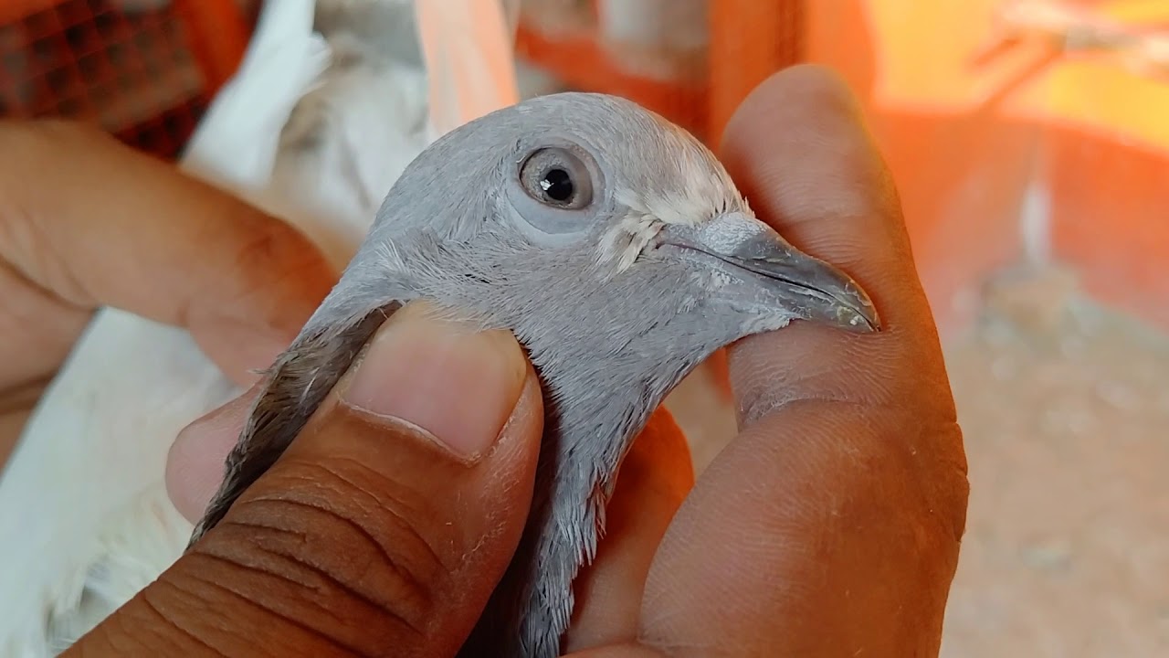 Slati pair for sale 0313-0483385 - YouTube