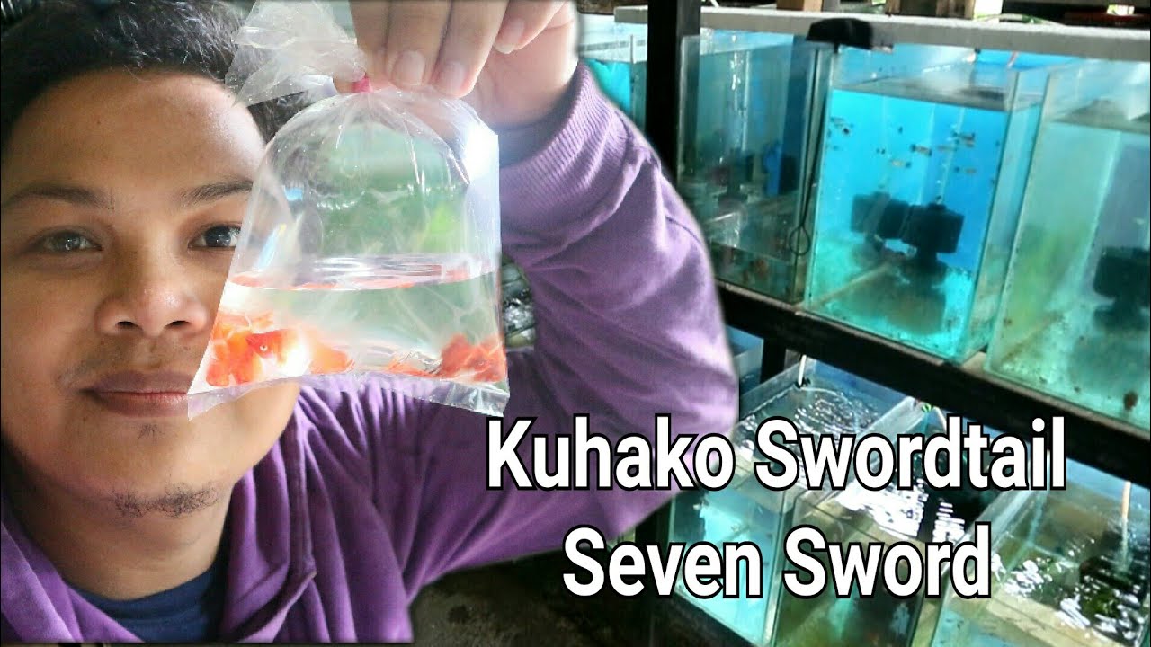 Kuhako Swordtail Seven Sword My New Breeding material kuhako swordtail ...