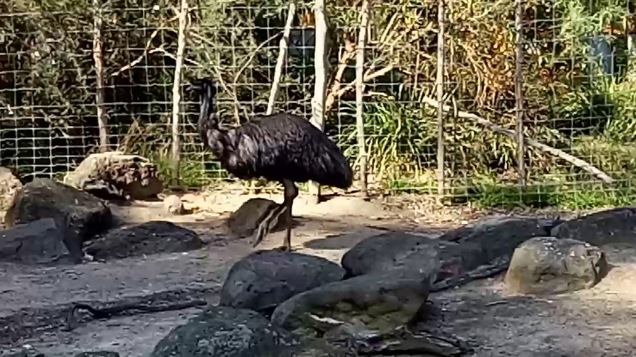 Melbourne zoo with lovely Emu. - YouTube