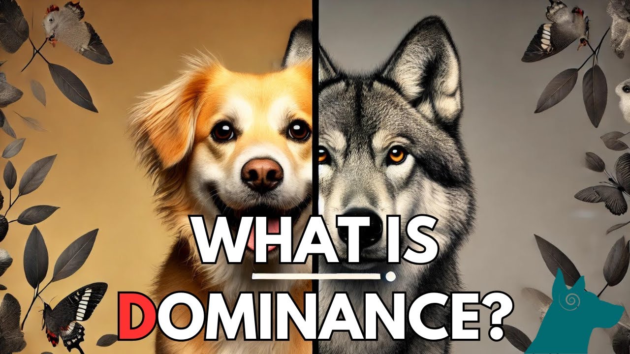 What is Dominance in Dogs? - YouTube
