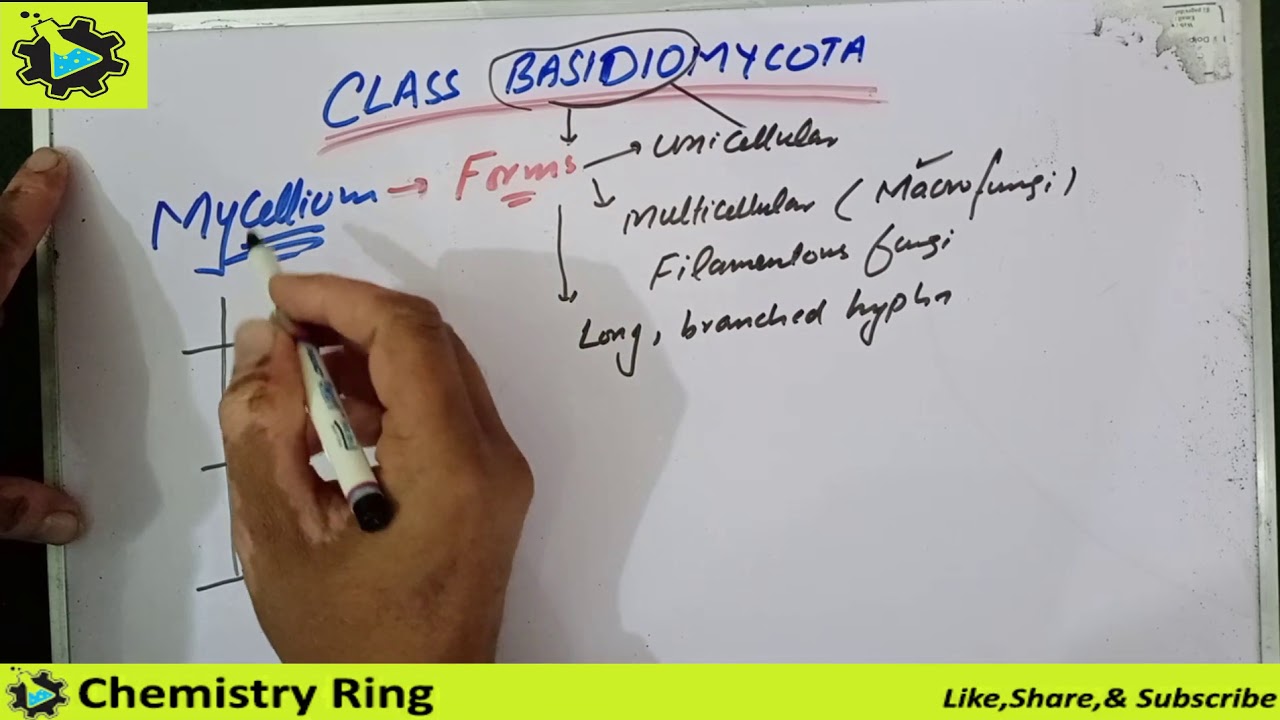 class Basidiomycota || kingdom fungi || Class 11 biology || lec 24 ...