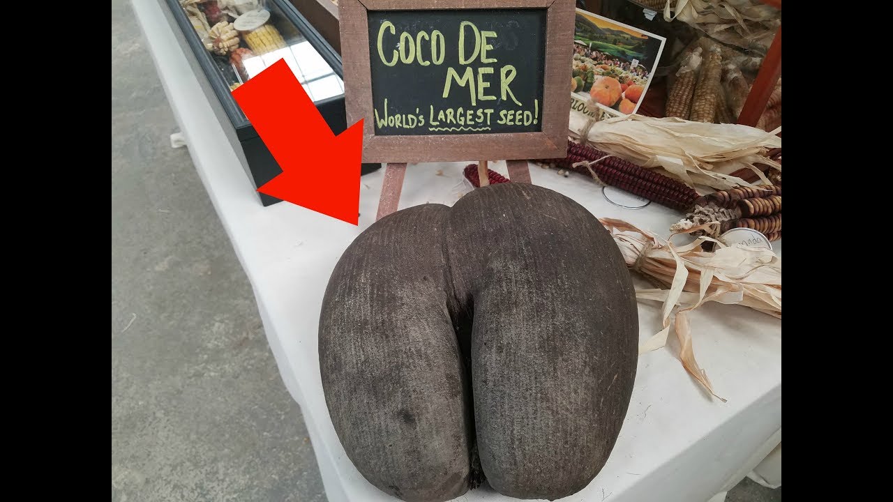 WORLD'S LARGEST SEED!! COCO DE MER - YouTube
