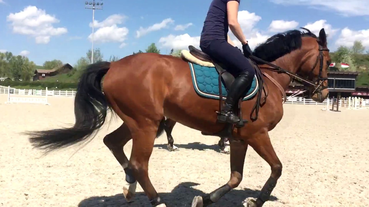 Equides Club | Training day 27.04.18 - YouTube