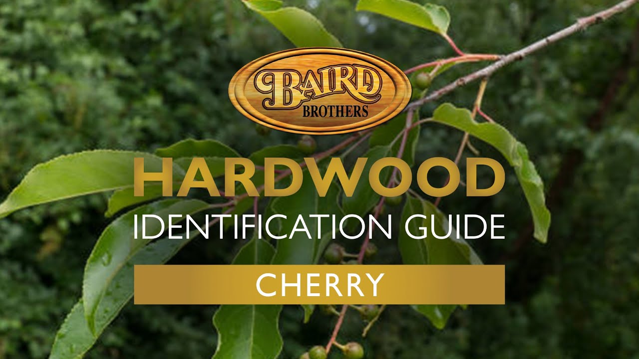 Cherry Tree Identification Guide