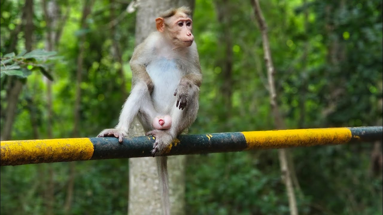 jungle beat monkey #thekkady #monkey #junglebeatmonkey monkey eating # ...