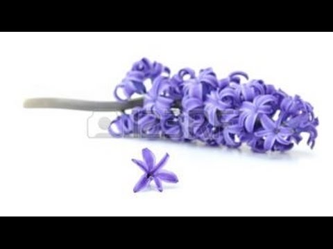 How to make tissue paper flower - Violet handmade paper flowers - YouTube