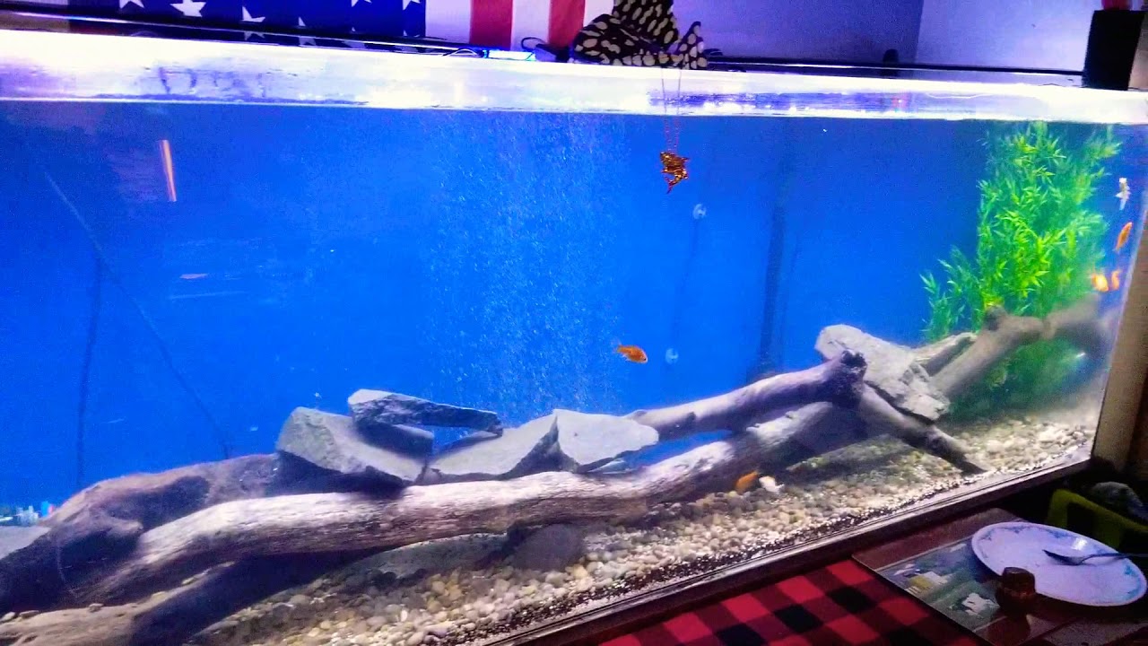 300 gallon fish tank start up. - YouTube