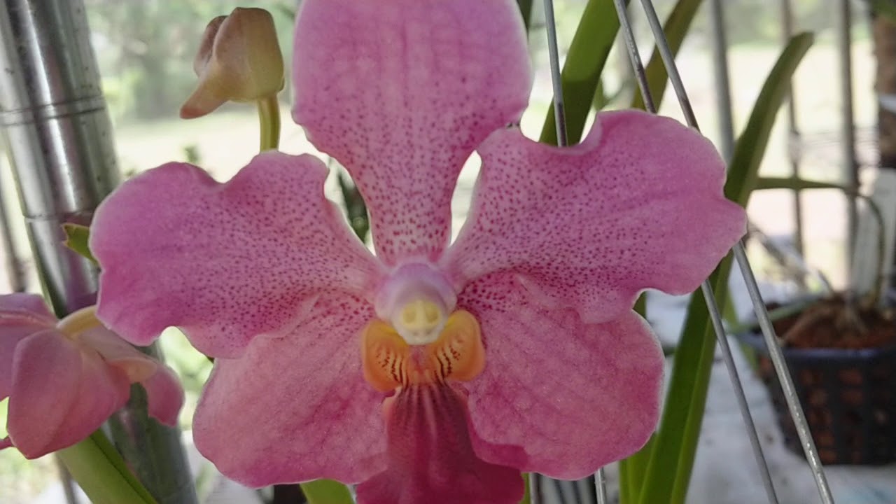 Saturday Sighting Semi Terete Vanda - YouTube