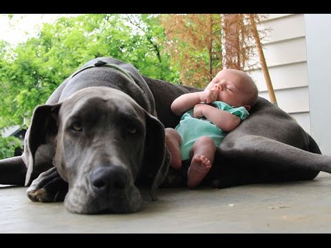 Big Dogs Playing with Babies Compilation - Great Dane Dogs Playing and Protecting Baby